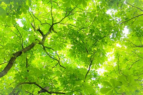Free Picture Tree Canopy Branches Green Leaves Tree Trunk Forest Plant Leaf Branch