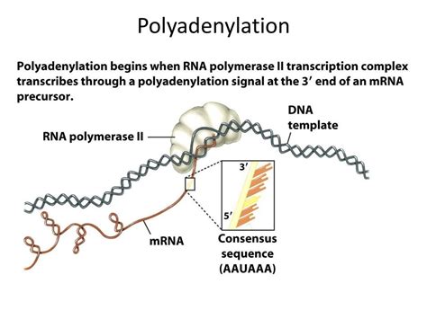 Chapter 4 Dna Rna And The Flow Of Genetic Information Ppt Download