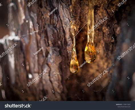5 045 Tar Plant Images Stock Photos Vectors Shutterstock