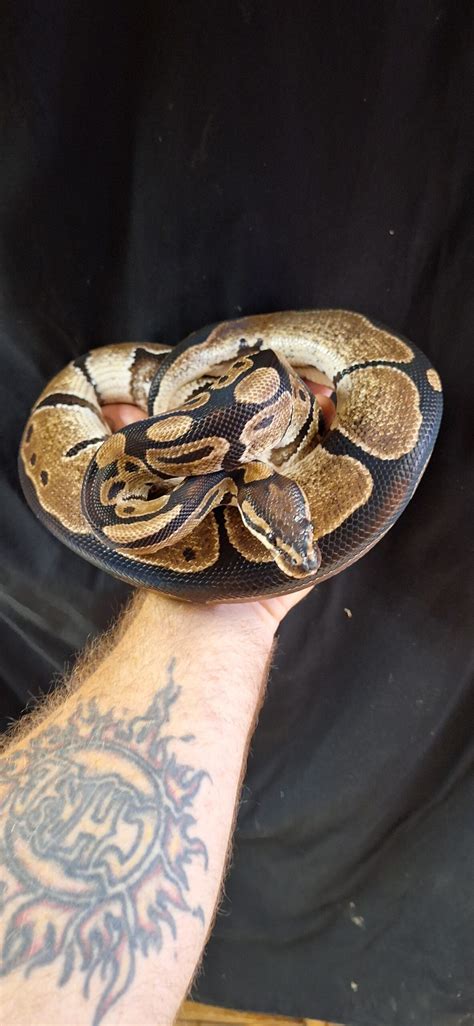 PROVEN BREEDER ADULT FEMALE REDUCED GENETIC BLACK BLACK BALL PYTHON Reptile Mart