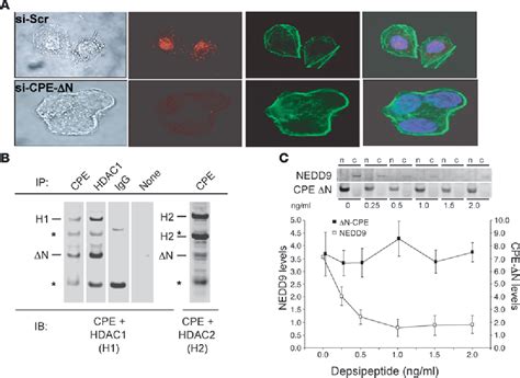 Figure 6 From An N Terminal Truncated Carboxypeptidase E Splice Isoform