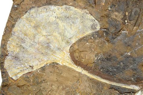 3 1 Fossil Ginkgo Leaf From North Dakota Paleocene 262269 For Sale