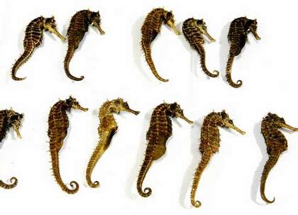 海马的功效与作用 海马的用法用量和使用禁忌 中药360