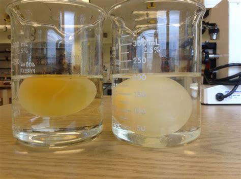 Egg Osmosis Experiment