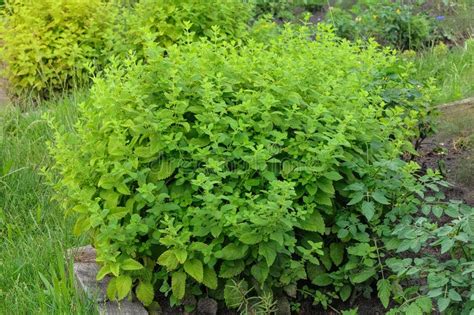 Catnip Seedling Are Planted In Garden Growing Mint In Cottage Garden