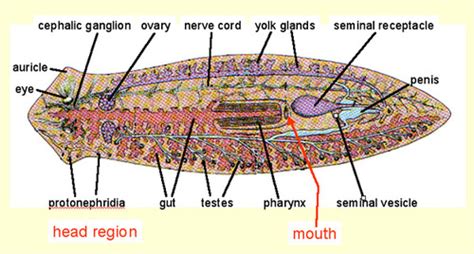 Gastrovascular Cavity Flatworm
