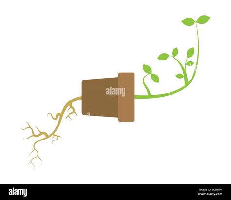 Geotropism In Plants