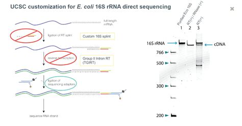 Year Of The Nanopore Direct RNA Seq Enseqlopedia