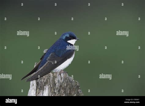 Male Tree Swallow On A Tree Stump Stock Photo Alamy