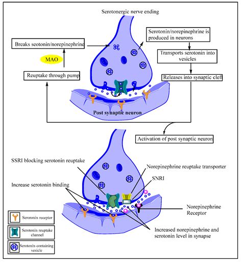 Serotonin Receptor Structure
