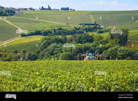 Chardonnay Stock Photos & Chardonnay Stock Images - Alamy