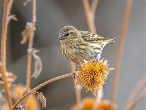 Pine Siskin Bird Facts Spinus Pinus Birdfact