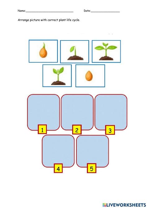 Plant Life Cycle Activity For Preschool Live Worksheets