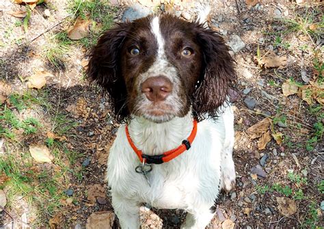 All Springer Spaniel Colours Pictures Spaniel Advisor