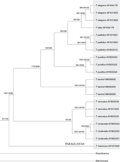 Maximum Likelihood Ml Consensus Bootstrap Tree Obtained From The