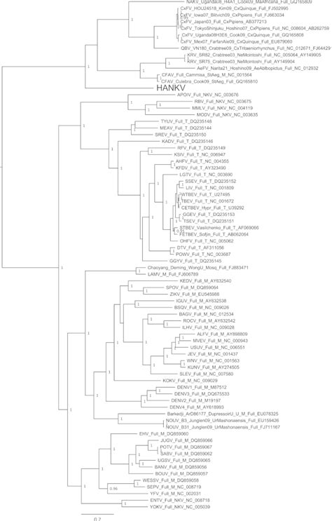 Bayesian Phylogeny Of The Complete Orf Amino Acid Data Set With Gblocks Download Scientific
