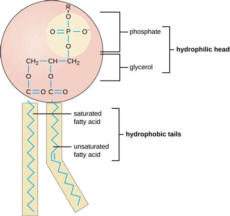 Ch103 Chapter 8 The Major Macromolecules Chemistry