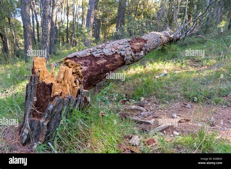 Fallen Tree Trunk Into The Forest Stock Photo Alamy