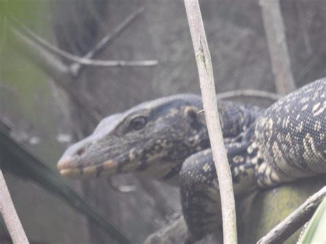 Lakshman Illangakoon ඉලංගකෝන්ගේ විවරණය I Saw A Monitor On A Kithul Tree Today