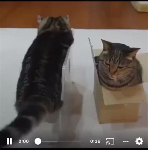 Mrw Trying To Get My Bfs Attention After The Path Of Exile Patch Came