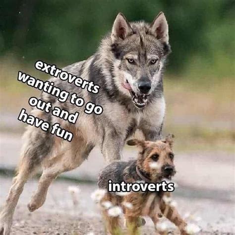 50 Introvert Vs Extrovert Memes That Will Make You Howl With Laughter
