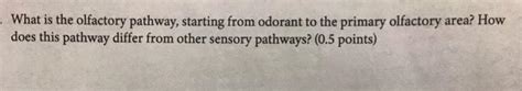 Solved What Is The Olfactory Pathway Starting From Odorant
