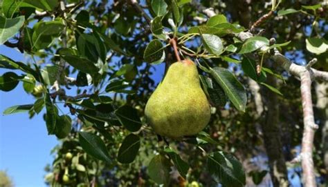 Shallow Root Trees Top 12 To Consider For Your Landscape