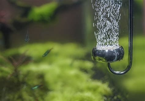 5 Best Co2 Diffusers For Aquariums Reviewed 2023