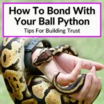 How To Bond With Your Ball Python Tips For Building Trust