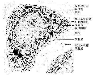 软骨《组织学与胚胎学》在线阅读【中医宝典】