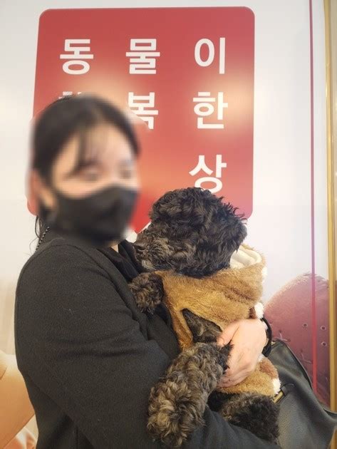 푸들 뽀식이 개종류 고양이입양보내기 스핑크스 광주강아지분양 코카스파니엘 푸들분양 시바견분양 페르시안 빅토리아펫보호소 입양완료
