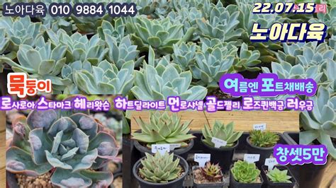 노아다육3탄묵둥이창모듬셋로사로아스타마크먼로샤넬골드젤리로즈퀸백금러우금헤리왓슨하트딜라이트둥근잎택배 010 9884 1044 Youtube