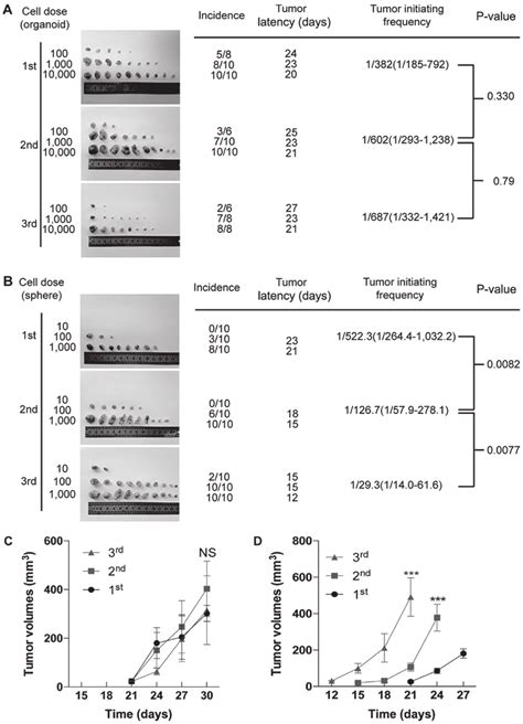 Organoid Culture Retains The Frequency Of Tumor Initiating Cells While Download Scientific