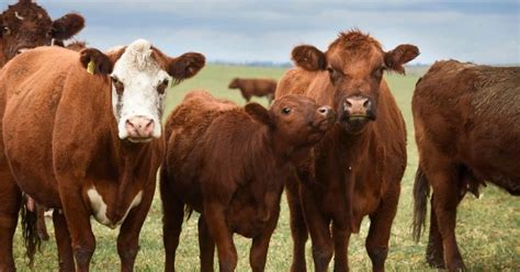 Cattle Cattle Daily