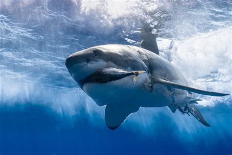 Do Sharks Eat People American Oceans