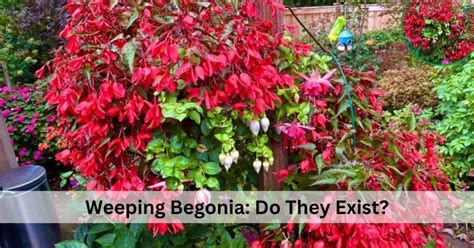 Weeping Begonia Are They Real Succulent Path