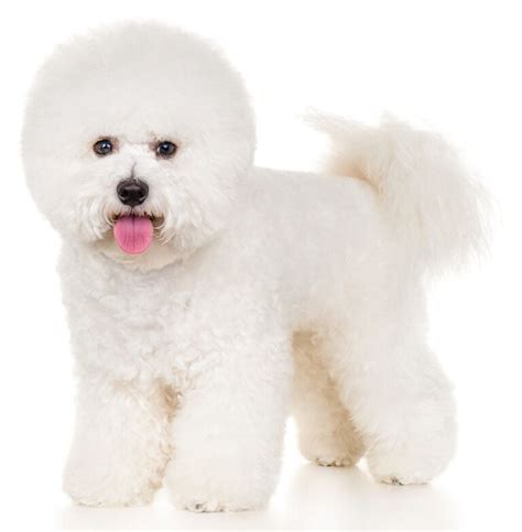 Cock A Chon Bichon Frise X Cocker Spaniel Mix All You Need To Know