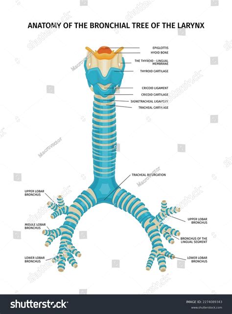 Bronchial Tree Model Labeled