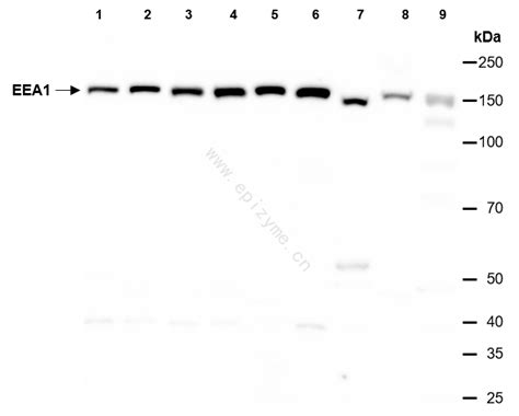 Anti Eea1 Rabbit Mab 31e45c42