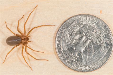 Recluse Spider Size