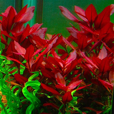Ludwigia repens Rubin - GodhemsZoo