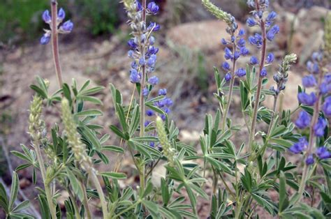 Native Plants Of Utah For Landscaping