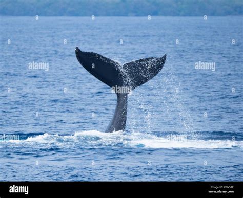 Maui Humpback Whale Tail Slap Stock Photo - Alamy