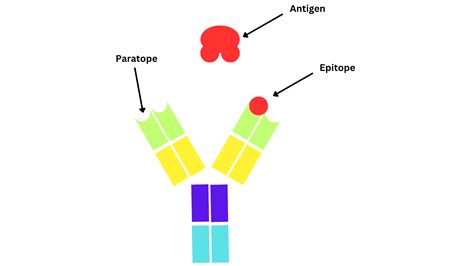 Guide To Multiepitope Vaccine Design With Bioinformatics Tools