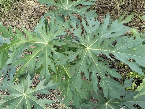 Small Papaya Tree Growing In The Field The Leaves Of Small Papaya