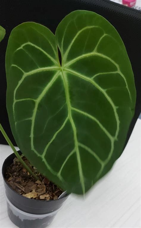 Anthurium Magnificum Dark Form Furniture And Home Living Gardening