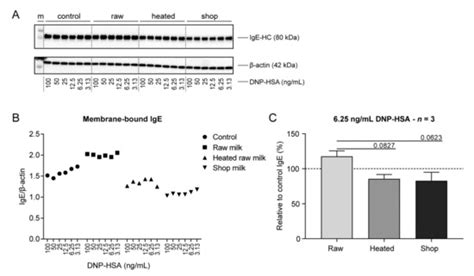 Cells Special Issue Mast Cell Development Activation And