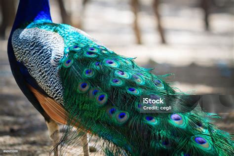 자연 숲 환경에서 공작 공작 깃털에 대한 스톡 사진 및 기타 이미지 공작 깃털 공작새 깃털 Istock
