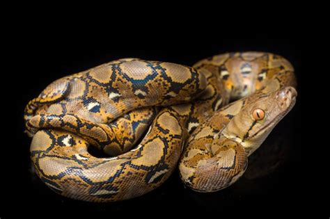 Premium Photo Close Up Of Reticulated Python