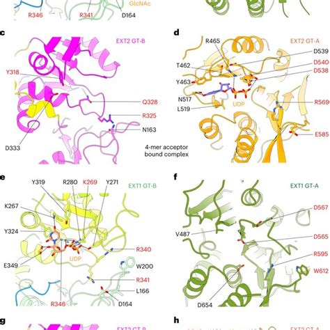 Structures Of Ext12 In The Presence Of Donor Substrates A Structure